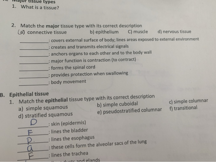Solved tissue types 1. What is a tissue? 2. Match the major | Chegg.com