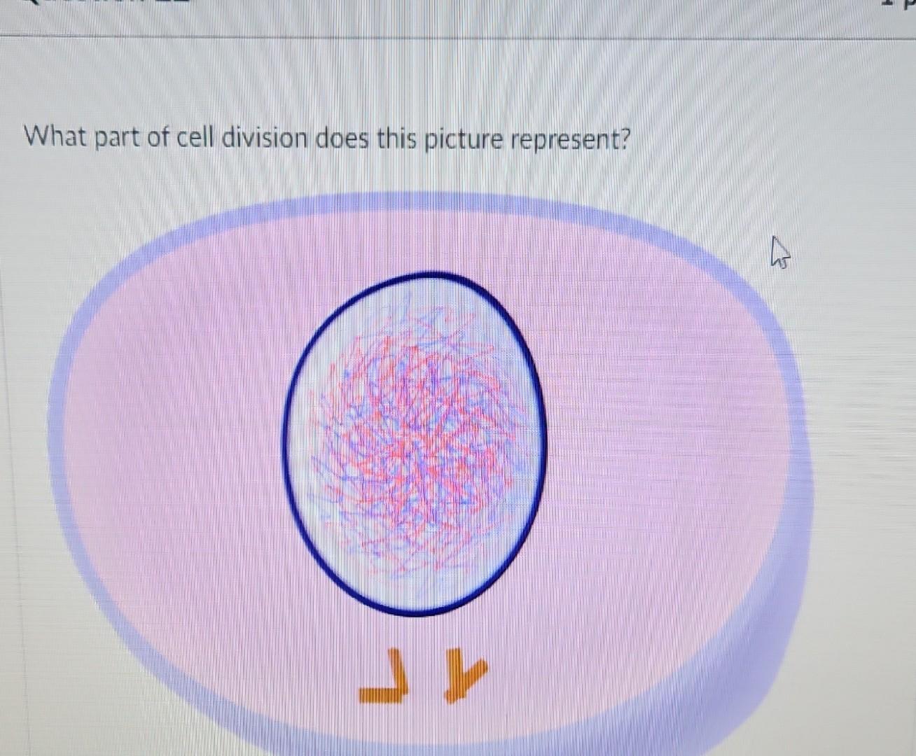 Solved What part of cell division does this picture | Chegg.com
