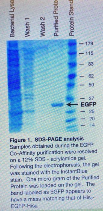 Solved During Lab 8 you did an SDS-PAGE analysis, and during | Chegg.com