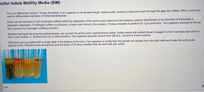 Solved Sulfate Indole Motility (SIM) 1. What three results | Chegg.com