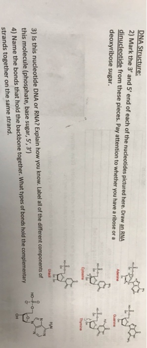 Solved DNA Structure: 2) Mark the 3 and 5' end of each of | Chegg.com
