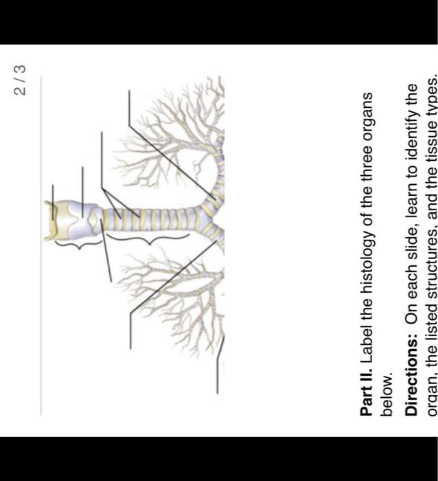 Solved 2/3 Part II. Label the histology of the three organs | Chegg.com