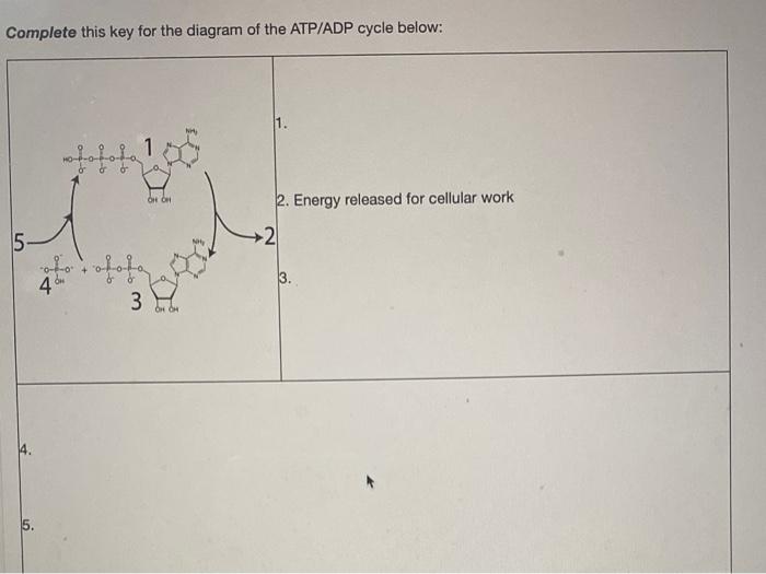 Solved Create a key to the diagram of ATP below: Complete | Chegg.com
