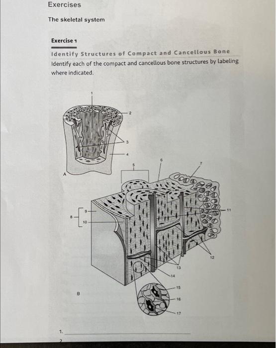 Solved Exercise 1 Identify Structures of Compact and | Chegg.com
