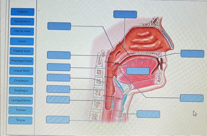 [Solved]: Frontal sinus Hand palate Roof of the nasal cavit