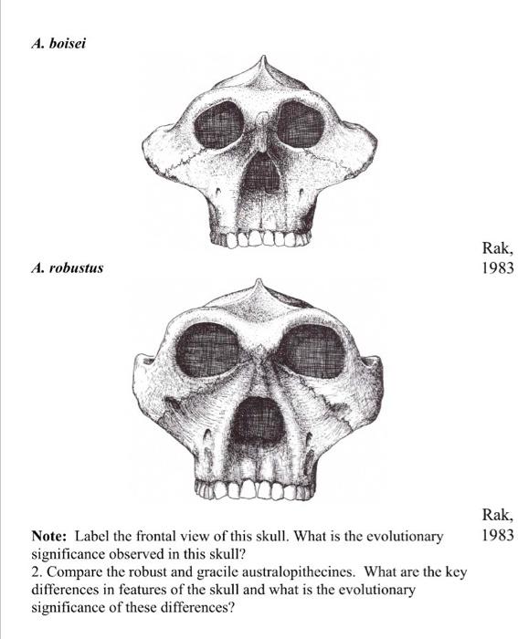 Solved ANTH1200 Assignment 3: The Australopithecines Student | Chegg.com