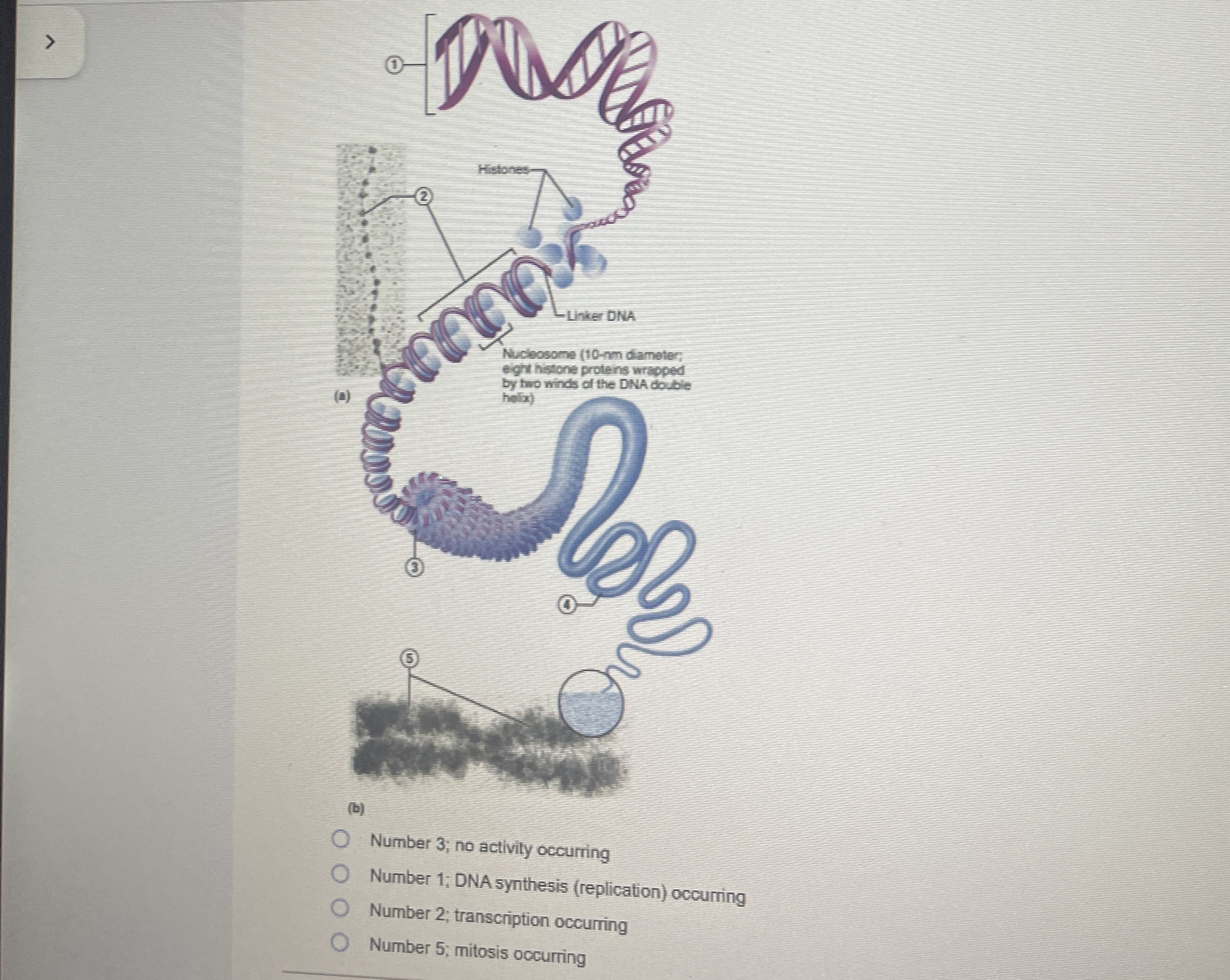 Solved >(b)Number 3; no activity occurringNumber 1; DNA | Chegg.com