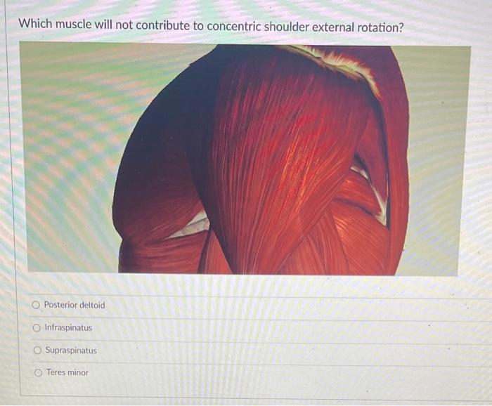 Solved Which muscle will not contribute to concentric | Chegg.com