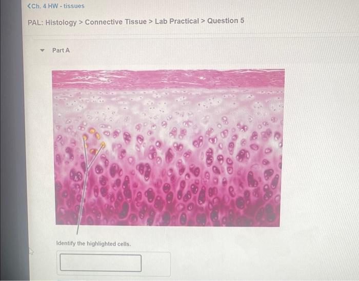 Identify the highlighted cells. | Chegg.com