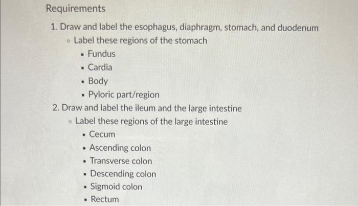 Solved 1. Draw and label the esophagus, diaphragm, stomach, | Chegg.com