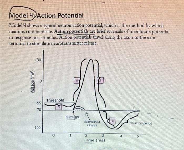 Solved Model 43 Action Potential Model 4 shows a typical | Chegg.com