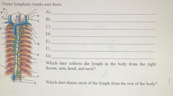 Solved Name lymphatic trunks and ducts. A) B) C) D) E) F) G) | Chegg.com