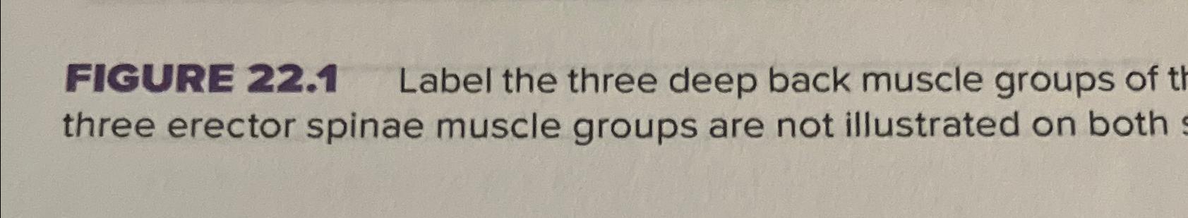 Solved FIGURE 22.1 ﻿Label the three deep back muscle groups | Chegg.com