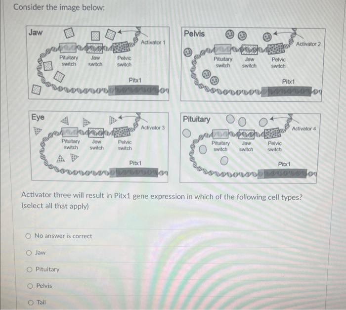 Solved Consider the image below: Activator three will result | Chegg.com