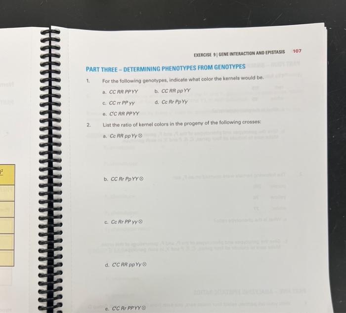 Solved PART THREE - DETERMINING PHENOTYPES FROM GENOTYPES 1. | Chegg.com
