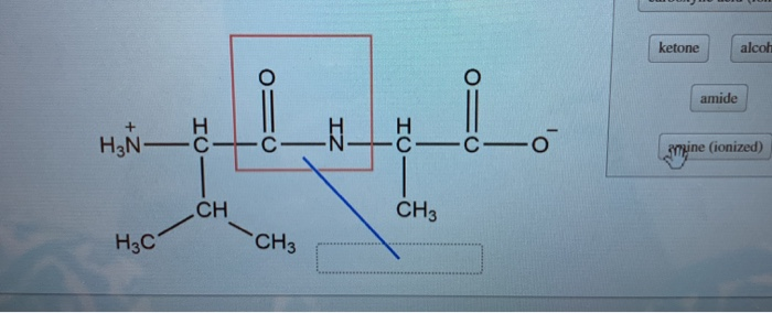 Solved Identify the outlined functional groups present in | Chegg.com