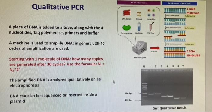 Solved Quiz #10-1 Lect 10 Your Name: You started a PCR with | Chegg.com