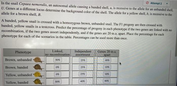 Attempt 2 In the snail Cepaea nemoralis, an autosomal | Chegg.com