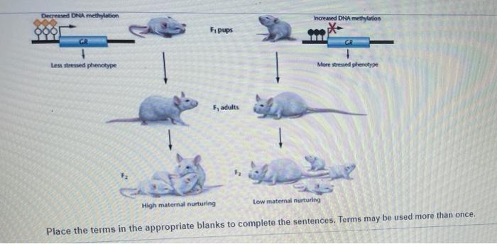 Solved Style of maternal care is transmitted across rat | Chegg.com