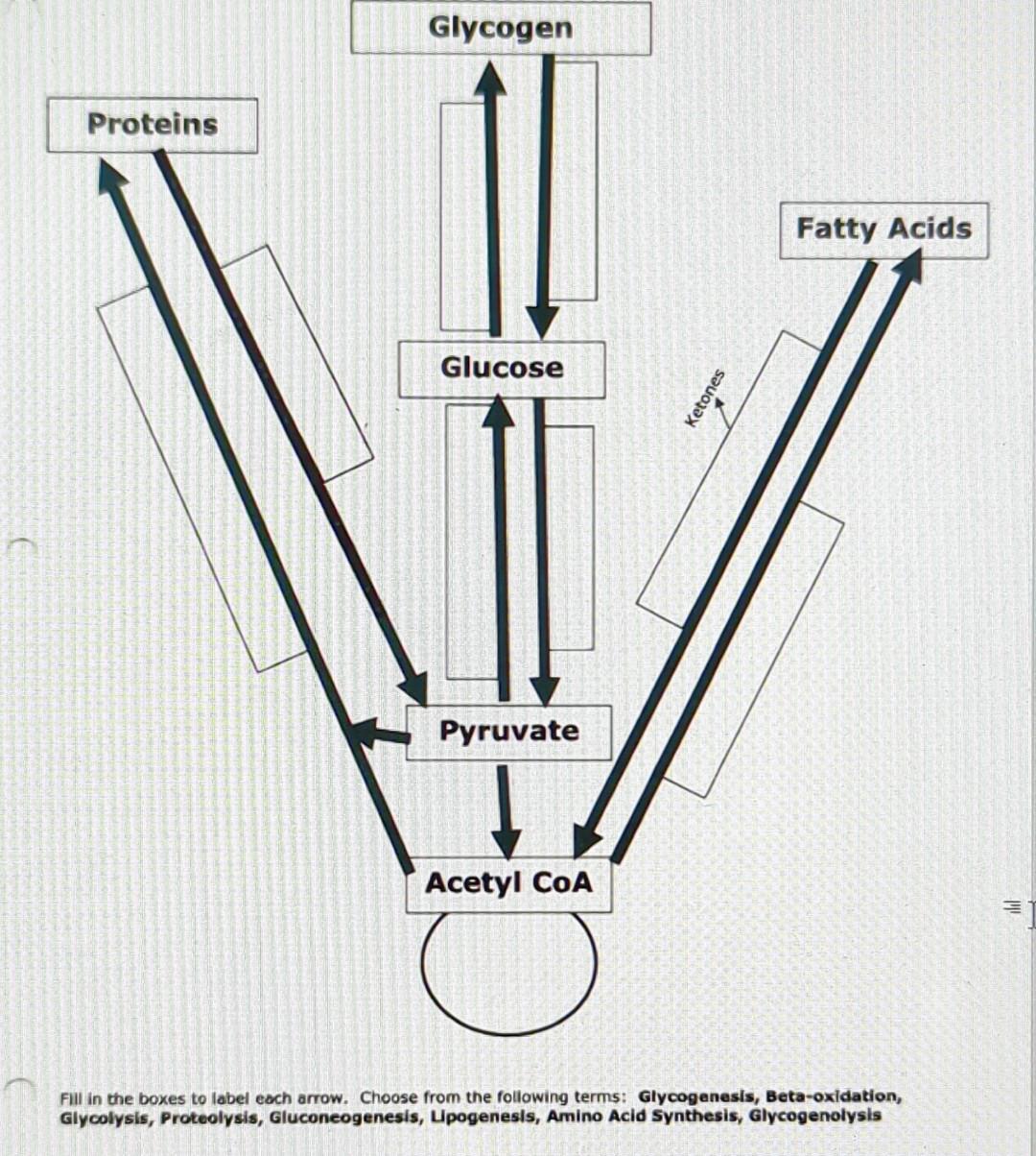 Solved Fill in the boxes to label each arrow. Choose from | Chegg.com