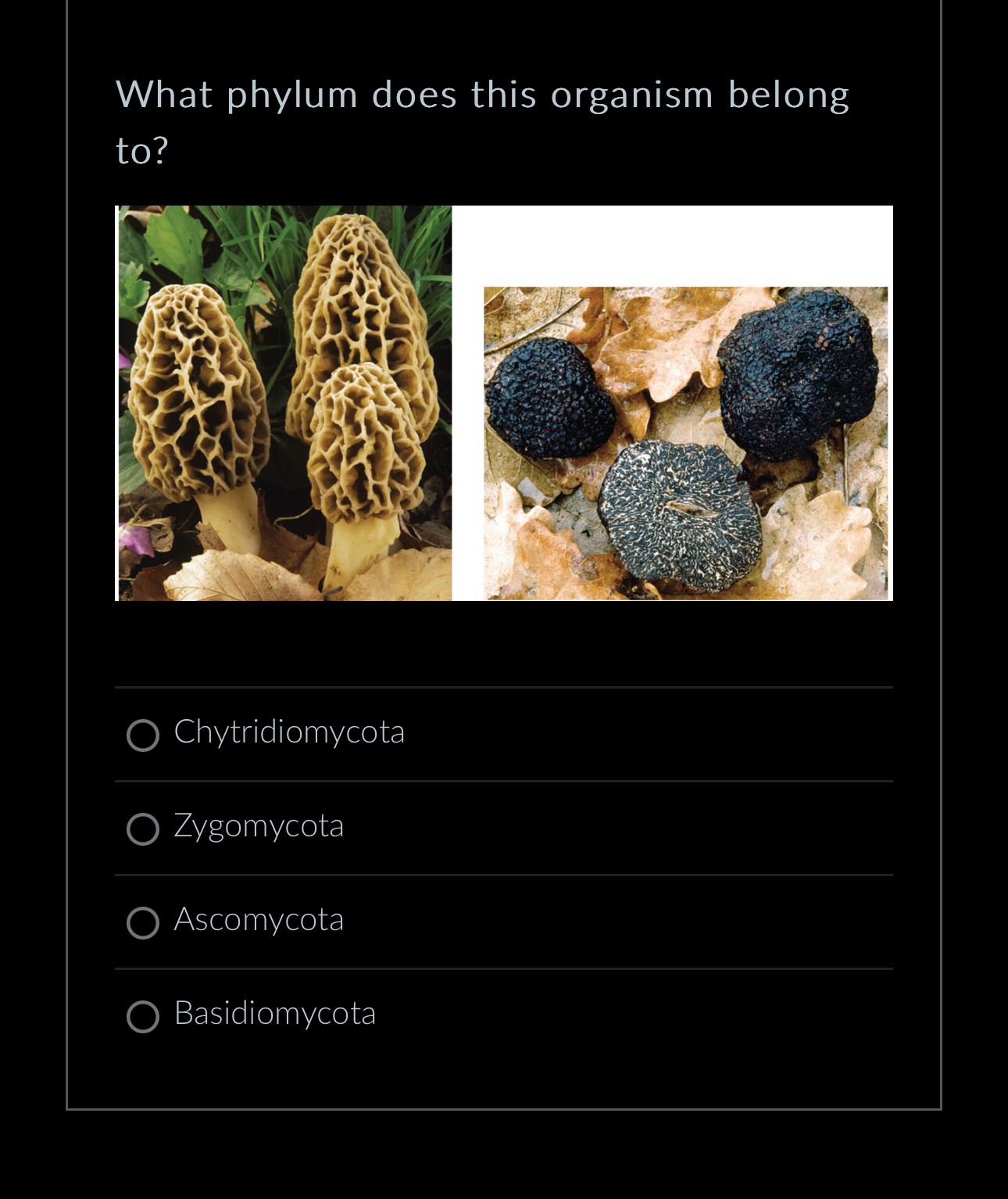 Solved What phylum does this organism belong | Chegg.com