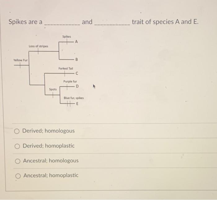 Solved Spikes are a and trait of species A and E. Derived; | Chegg.com