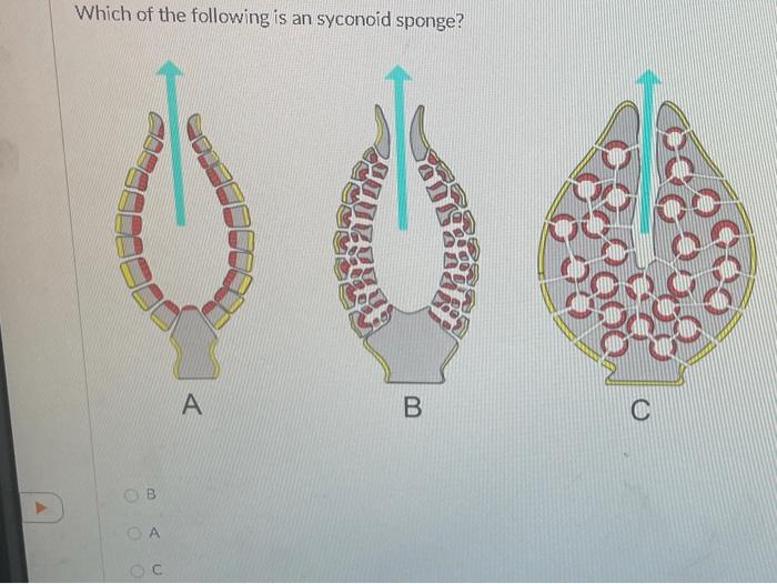 Solved Which of the following is an syconoid sponge? 0 0 | Chegg.com
