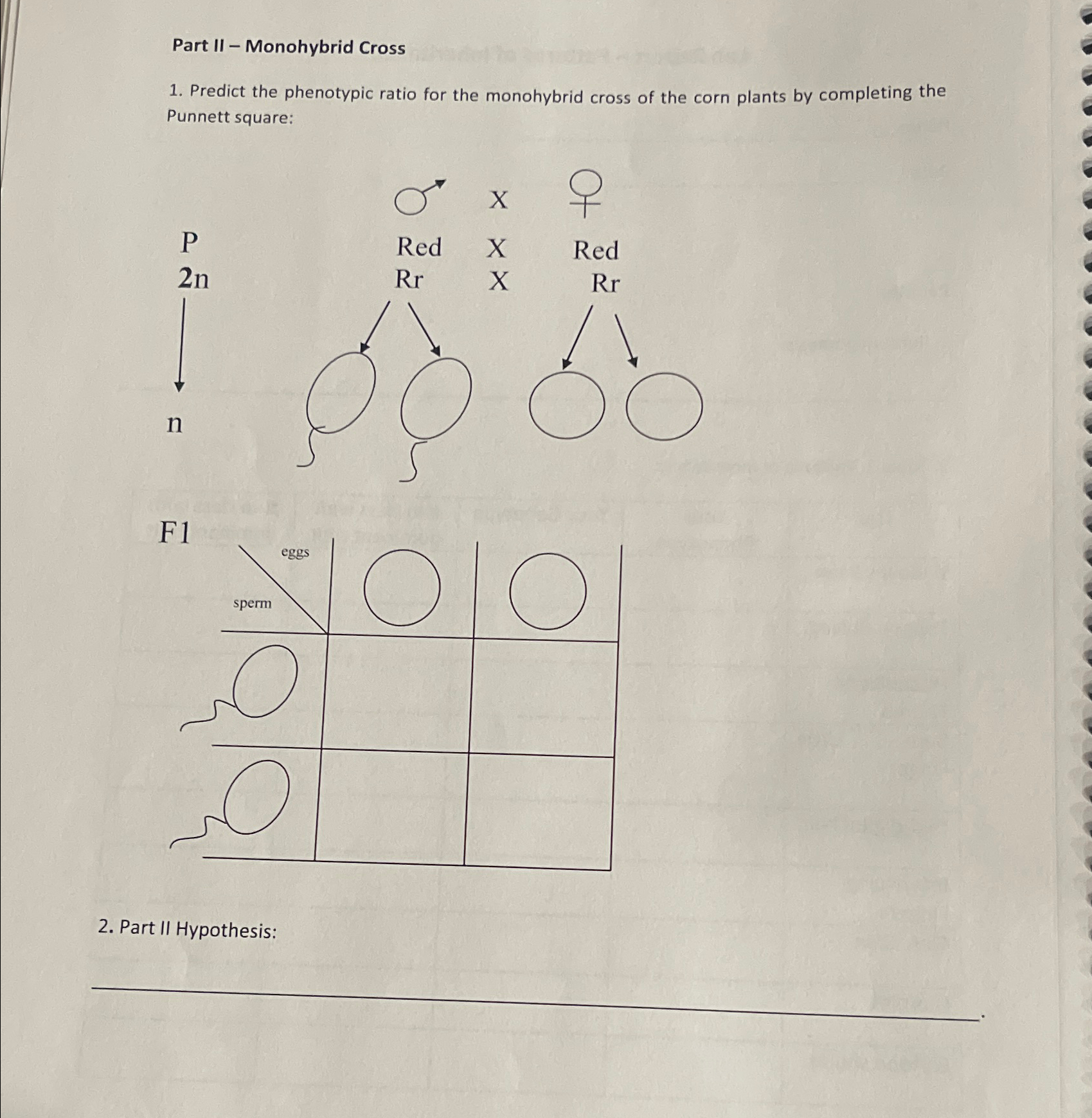 Solved Part II - ﻿Monohybrid CrossPredict the phenotypic | Chegg.com