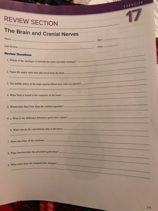 Solved EXERCISE 17 REVIEW SECTION The Brain and Cranial | Chegg.com