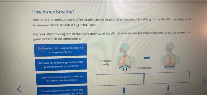 How do we breathe? Breathing is a continual cycle of | Chegg.com