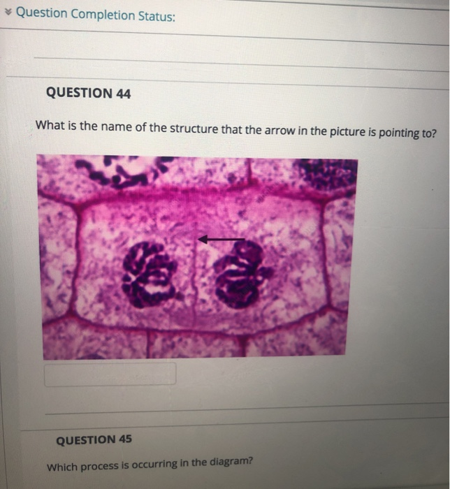 Solved Question Completion Status Question 44 What Is The