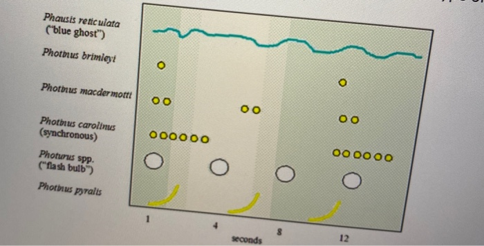 Phausis reticulata ('blue ghost") Photbus brimleyi o | Chegg.com