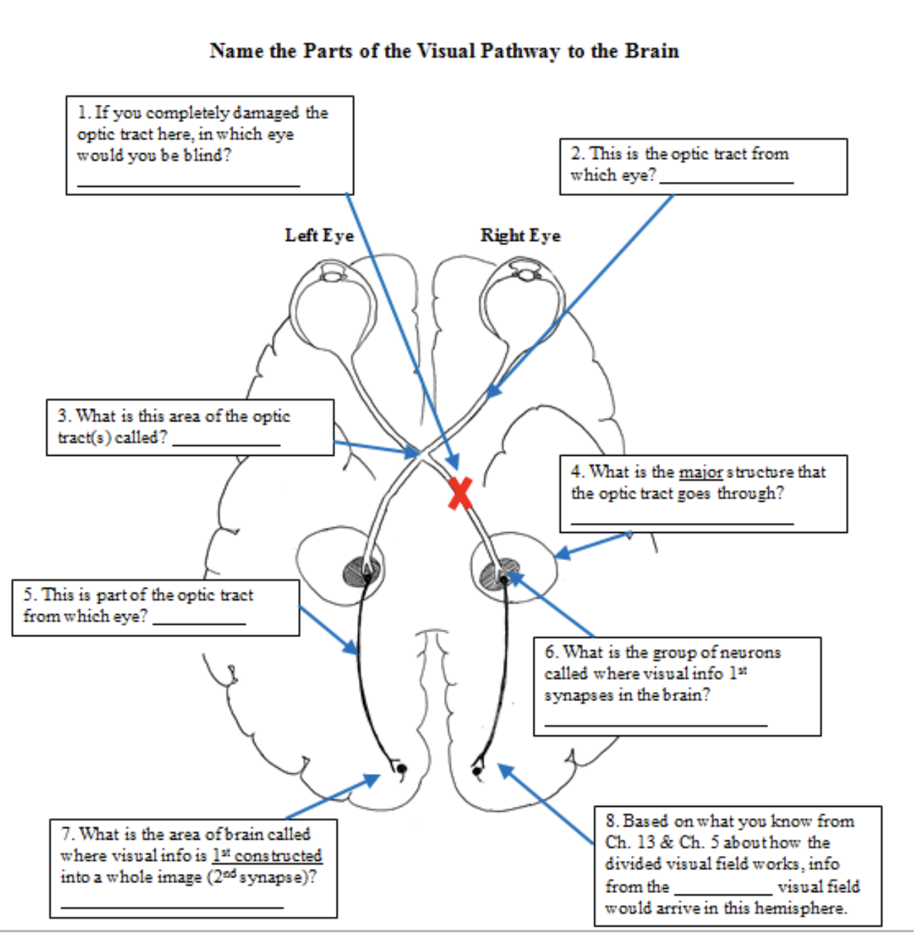 Solved Name the Parts of the Visual Pathway to the Brain | Chegg.com