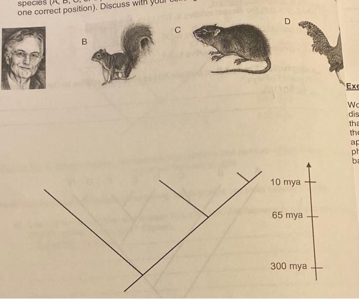 Solved draw the phylogenetic tree of-humans, rat, squirrel | Chegg.com