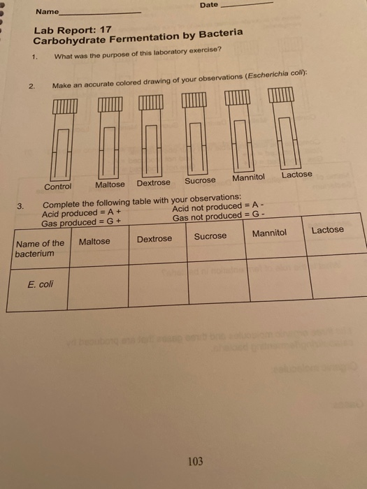 Solved Name Date Lab Report: 17 Carbohydrate Fermentation by | Chegg.com Solved Name Date Lab Report: 17 Carbohydrate Fermentation by | Chegg.com