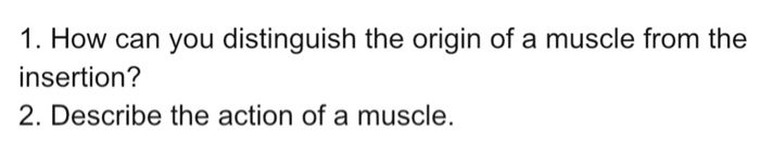 Solved 1. How can you distinguish the origin of a muscle | Chegg.com