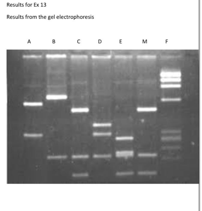 Solved Draw the results of the gel electrophoresis below | Chegg.com