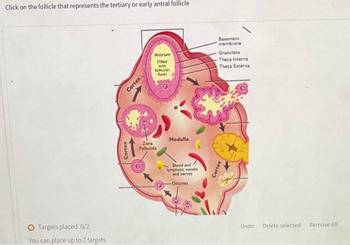 Solved The equine ovary is unique in comparison with other | Chegg.com