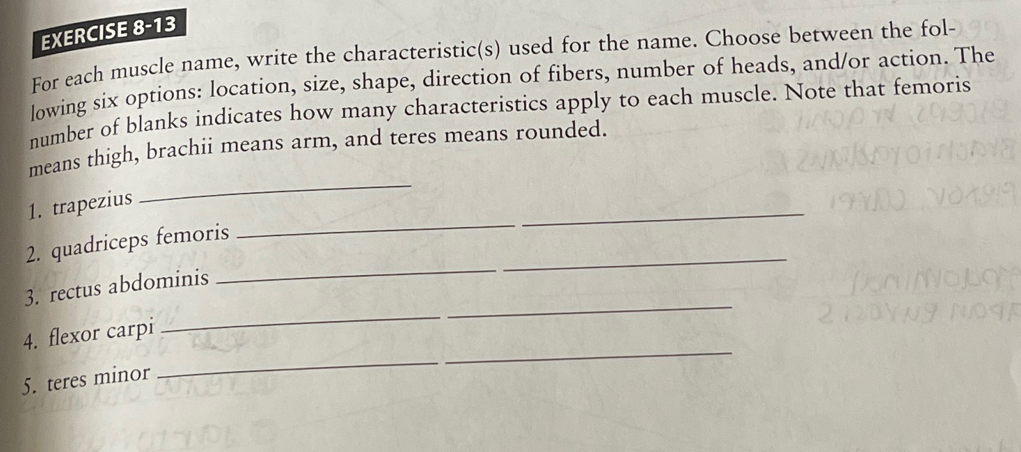 Solved EXERCISE 8-13For each muscle name, write the | Chegg.com