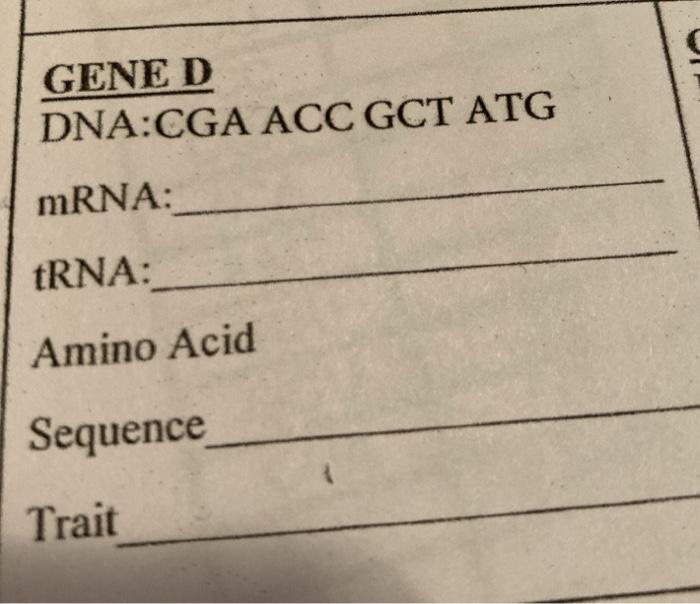 Solved GENE D DNA:CGA ACC GCT ATG mRNA: TRNA: Amino Acid | Chegg.com