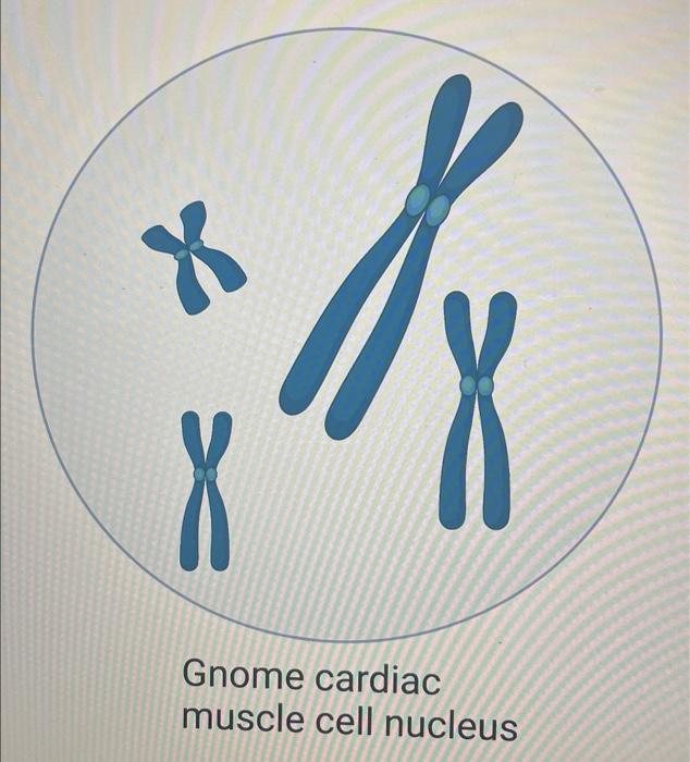 G0 describes a phase where cells are "resting", and | Chegg.com
