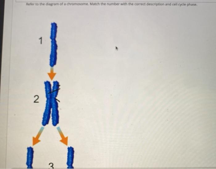 Solved Refer to the diagram of a chromosome. Match the | Chegg.com
