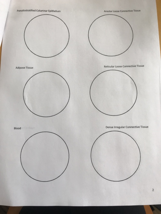 Solved Simple Squamous Epithelium Simple Cuboidal Epithelium | Chegg.com