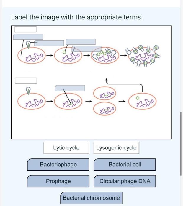 Solved Label the image with the appropriate terms. ১৬৭ Lytic | Chegg.com