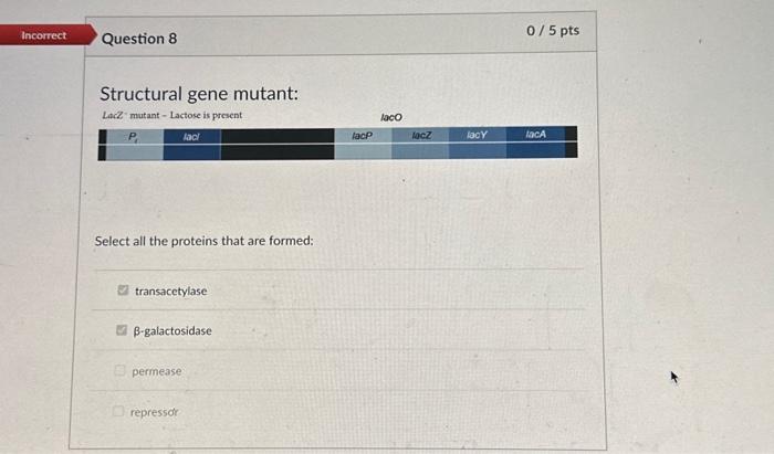 Solved Promoter mutation LacP mutant- Lactose is present | Chegg.com