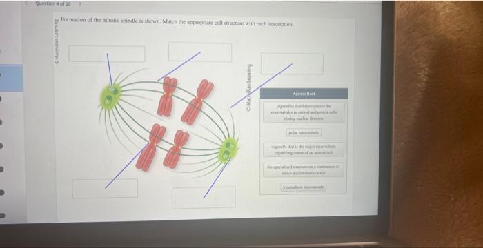 Formation of the mitotic spindle is alkren. Matels | Chegg.com
