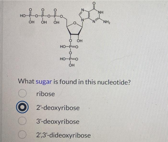 Solved What sugar is found in this nucleotide? ribose | Chegg.com