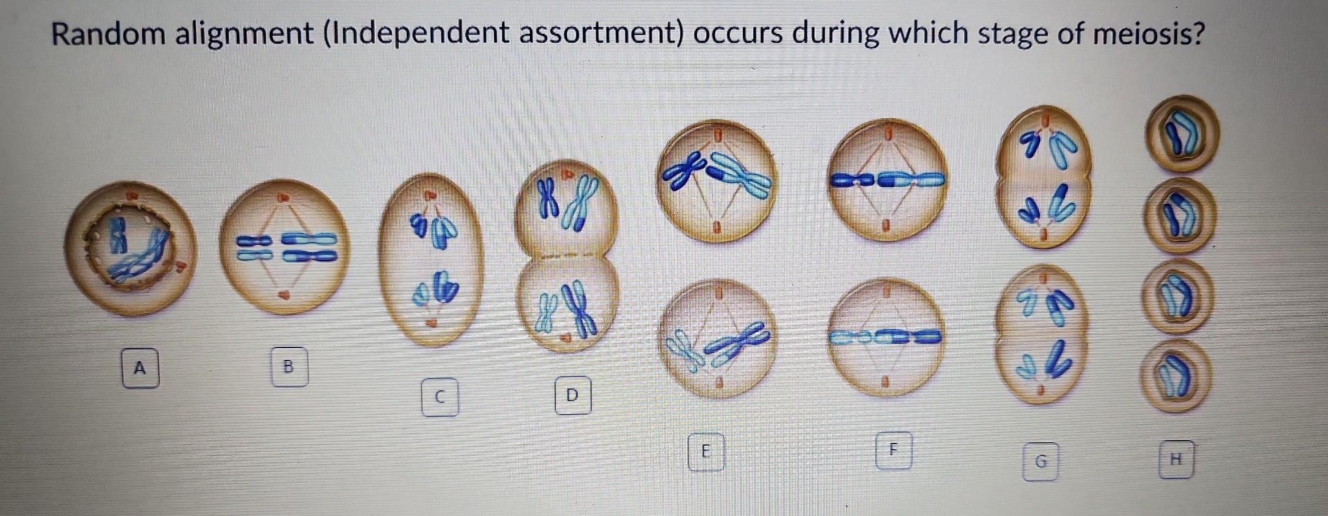 Solved Random alignment (Independent assortment) occurs | Chegg.com
