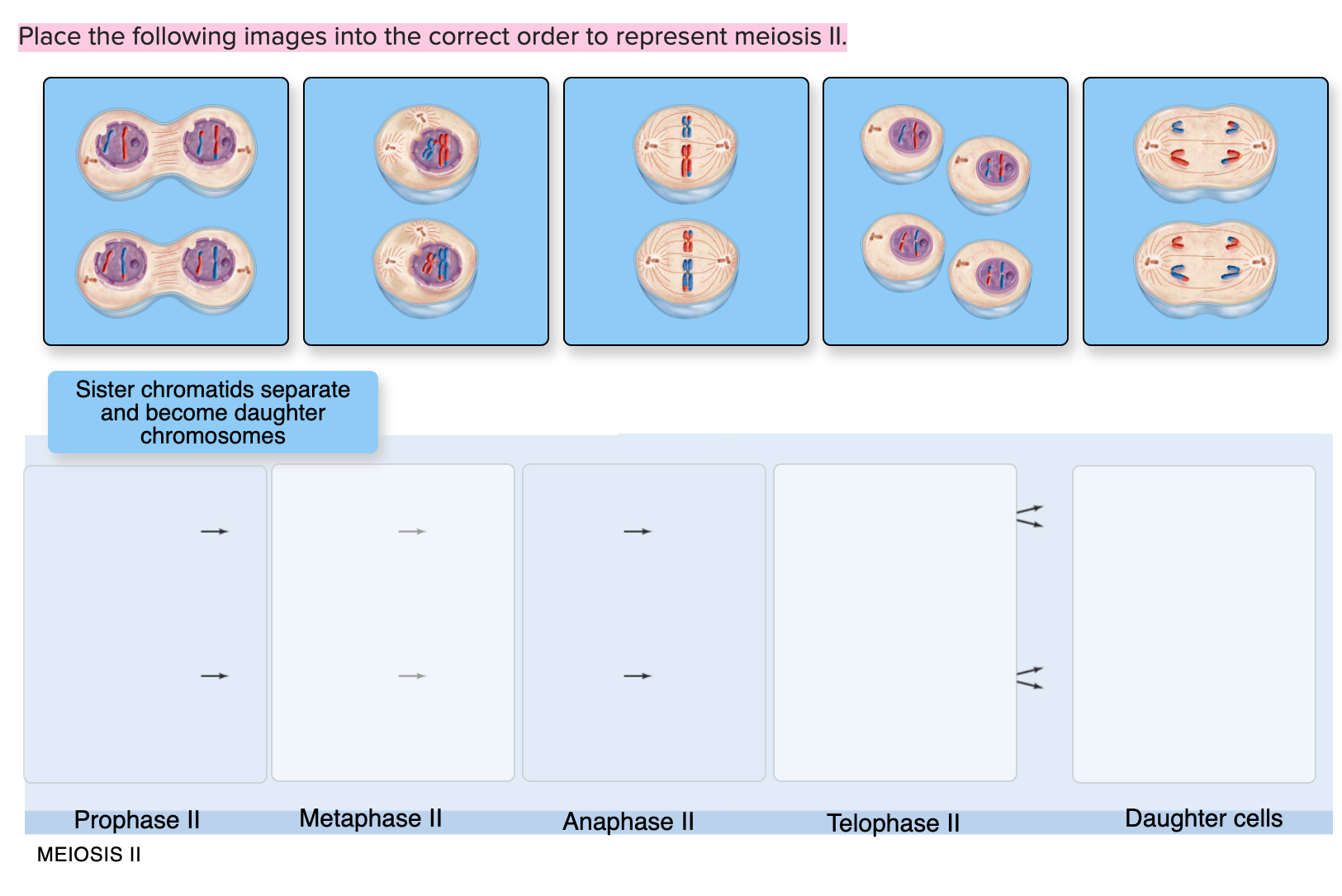 Solved Place the following images into the correct order to | Chegg.com