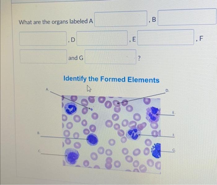 Solved What are the organs labeled A B. A. D and G oo 00 000 | Chegg.com